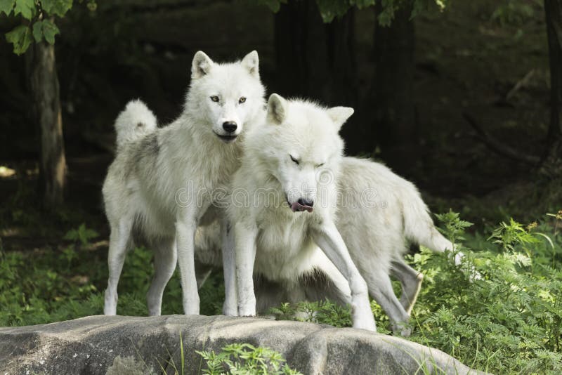 An Arctic Wolf Pack in a Forest Stock Image - Image of face, savage ...