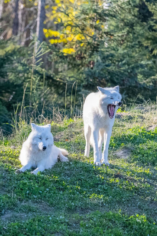 Arctic Wolf, Pack of White Wolves Stock Image - Image of looking, cute ...