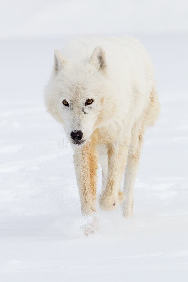 Vertical Wolf Portrait in Green Ferns Stock Image - Image of marking ...