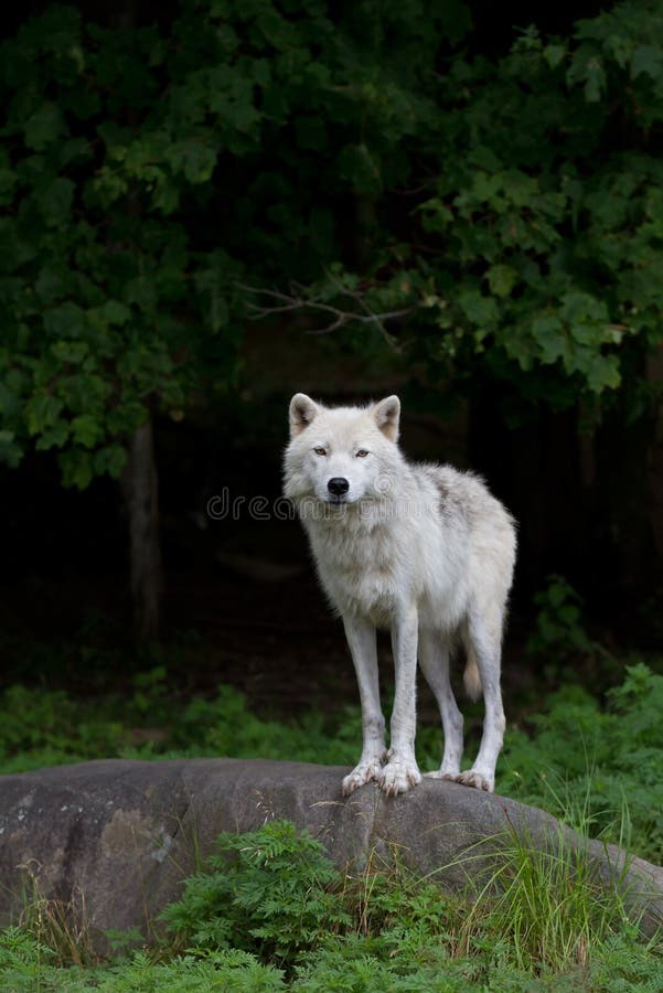 A Lone Arctic Wolf Canis Lupus Arctos Standing on a Rock in Spring in ...