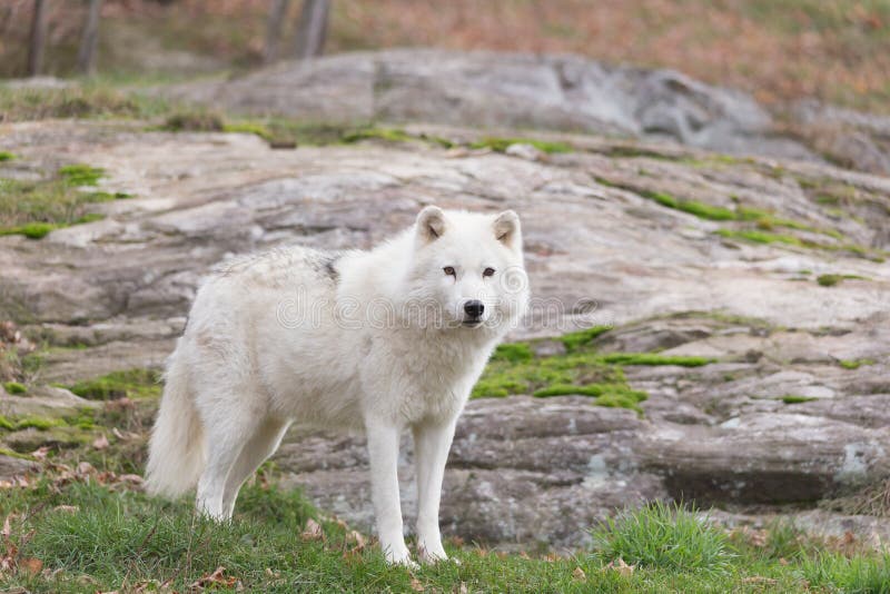 Arctic Wolf stock photo. Image of portrait, creature - 46701204