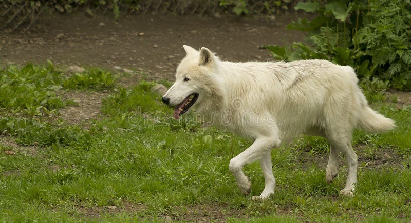 Arctic Wolf stock image. Image of furry, grass, wolf - 56544749