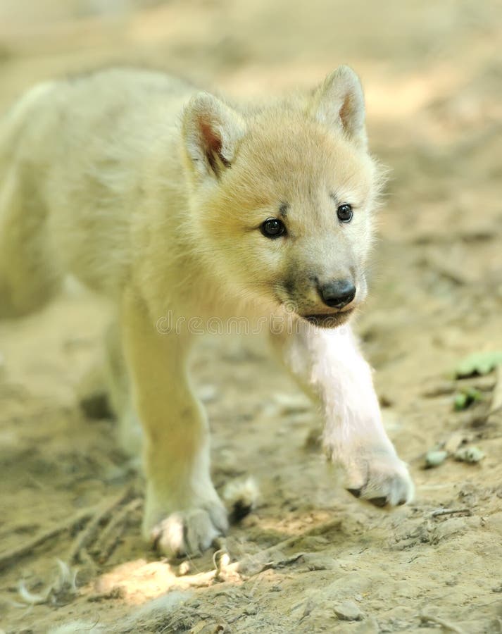 Arctic wolf puppy stock photo. Image of horrific, predator - 25453426