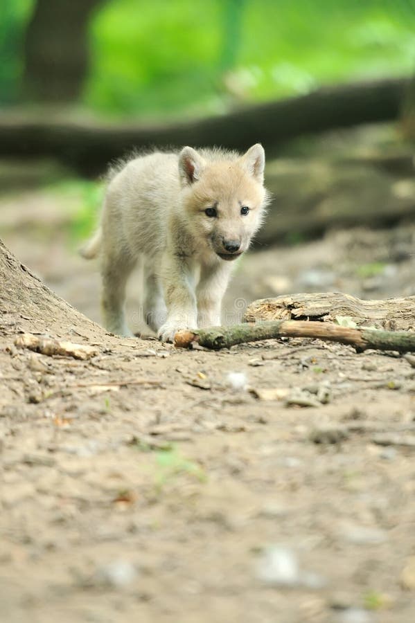 White wolf cub stock photo. Image of wolf, nature, suckling - 20259100