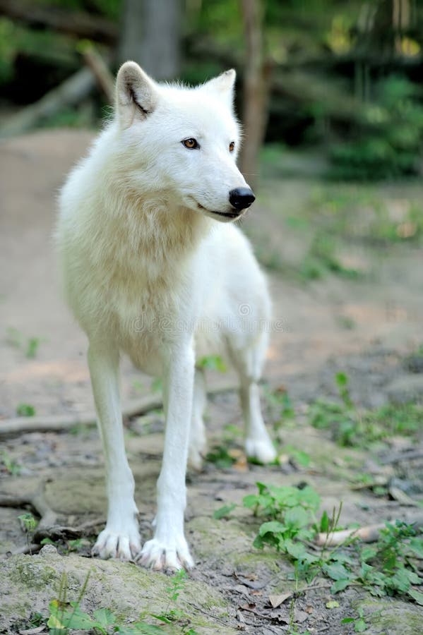 Arctic wolf puppy stock image. Image of animal, lupus - 26116609
