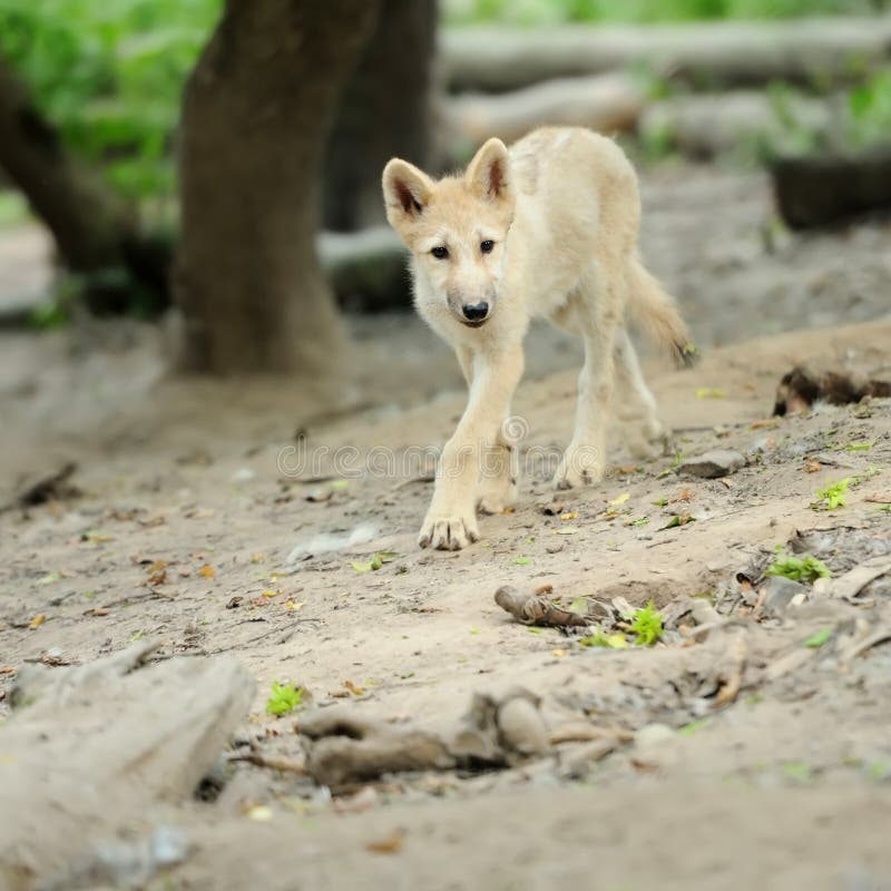 Arctic wolf puppy stock image. Image of creature, dangerous - 26116773