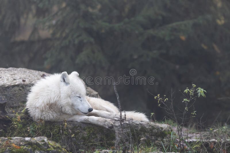 Arctic Wolf Resting in a Forest Stock Photo - Image of cold, face ...