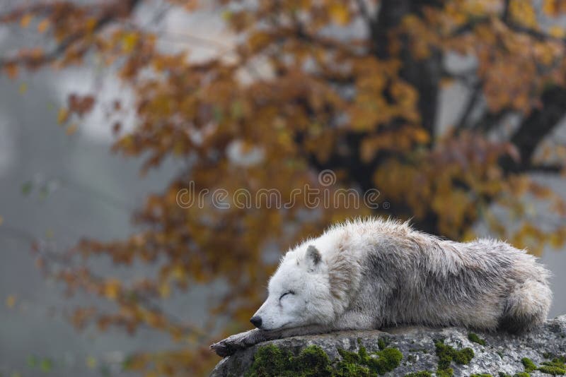Arctic Wolf Resting in a Forest Stock Image - Image of looking, closeup ...