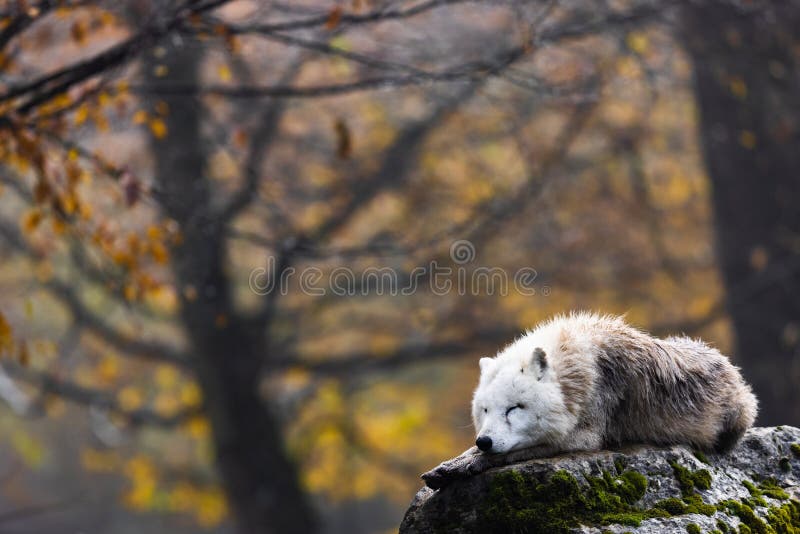 Arctic Wolf Resting in a Forest Stock Photo - Image of alpha, face ...