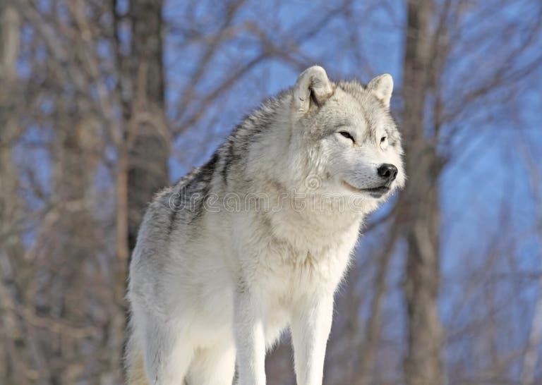 12,437 Arctic Wolf Stock Photos - Free & Royalty-Free Stock Photos from ...