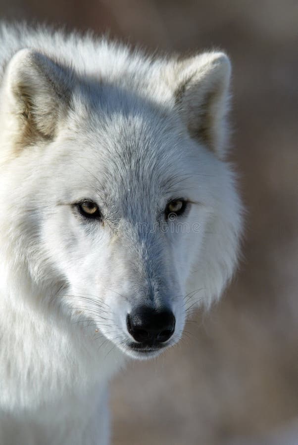 Arctic Wolf on Rock Yawning Stock Photo - Image of canine, nature: 10505934