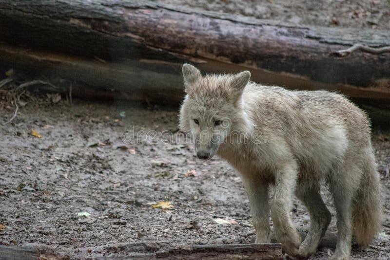 Arctic Wolf Running on Muddy Ground Stock Photo - Image of wildlife ...