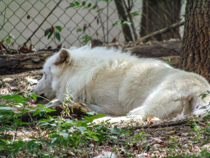 An Arctic Wolf Sits on the Ground at the Zoo Stock Image - Image of ...