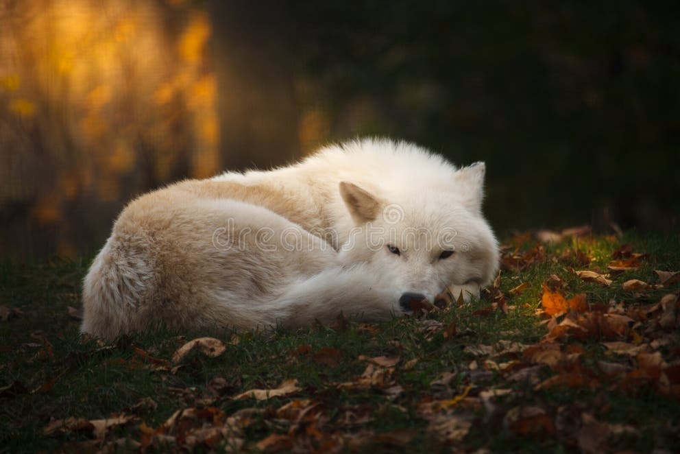 Arctic wolf stock photo. Image of animal, fall, light - 61831924