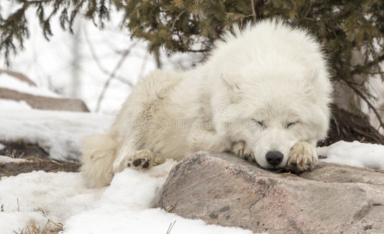 1,163 Sleeping Wolf Stock Photos - Free & Royalty-Free Stock Photos ...