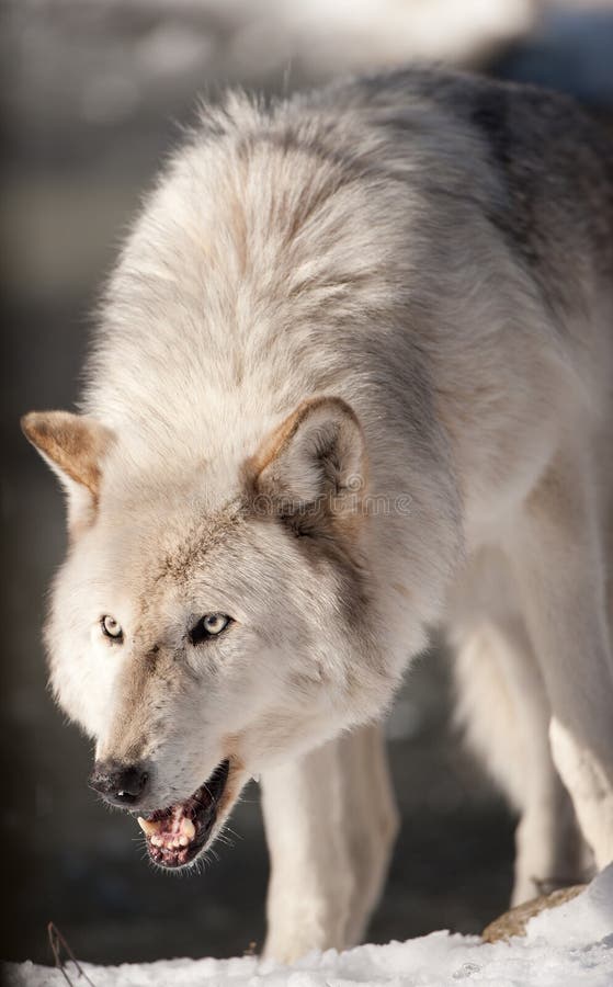 Snarling White Wolf