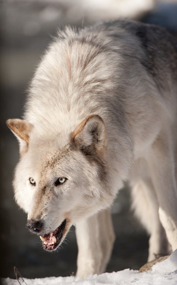 285 Snarling Wolf Stock Photos - Free & Royalty-Free Stock Photos from ...