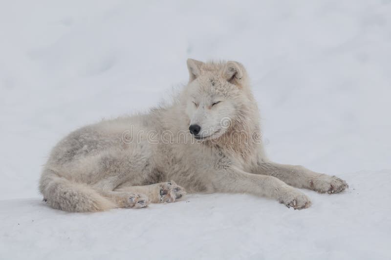 Arctic wolf in the snow stock image. Image of fierce - 100930487