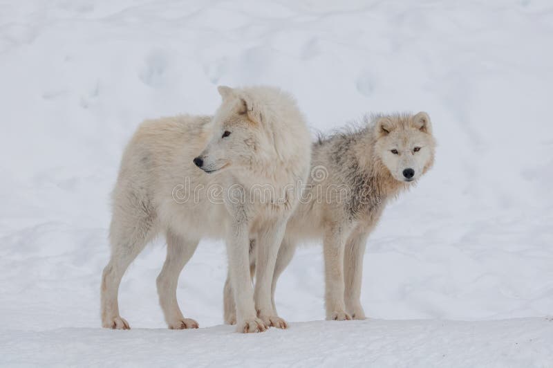 Red wolf in snow stock image. Image of wolves, relaxing - 12433493