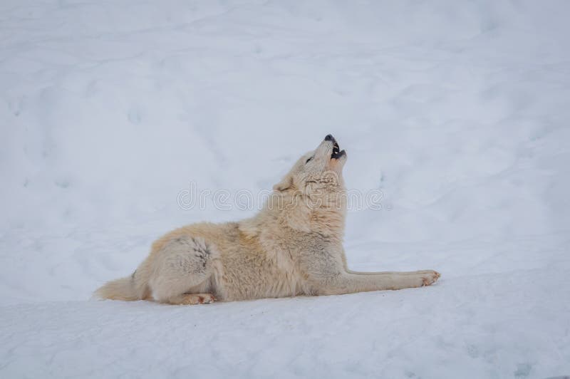 Red wolf in snow stock image. Image of wolves, relaxing - 12433493
