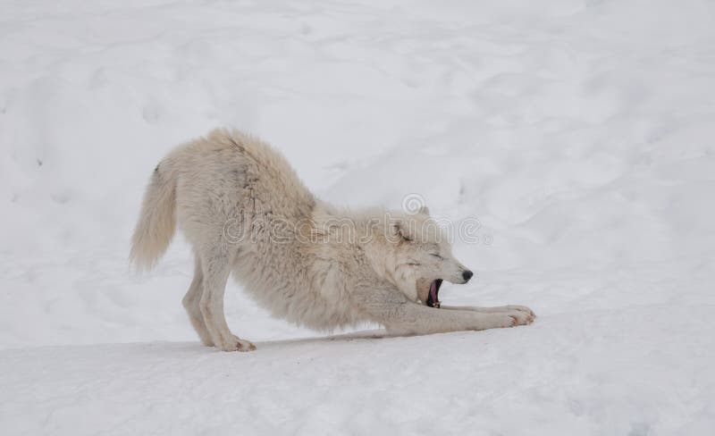 Red wolf in snow stock image. Image of wolves, relaxing - 12433493