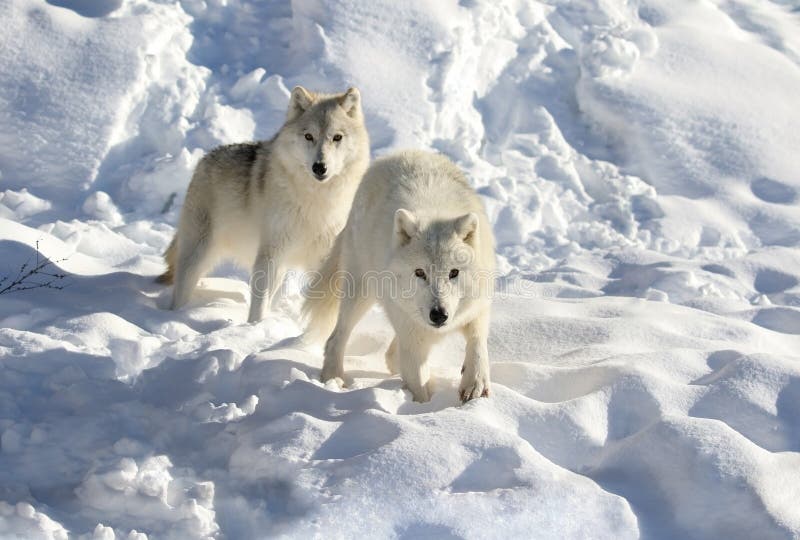 Arctic wolves stock image. Image of power, beauty, nature - 49334597