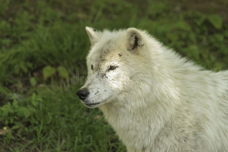 Arctic Wolf in the spring stock photo. Image of portrait - 41164684