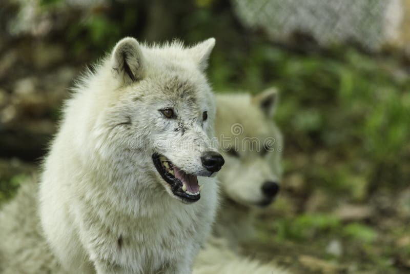 Arctic Wolf in the spring stock image. Image of creature - 41164779