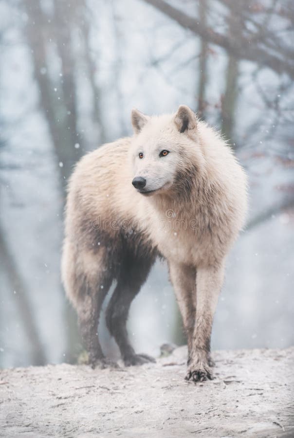 Arctic Wolf Standing on a Forest Hill during Snowfall. Stock Image ...
