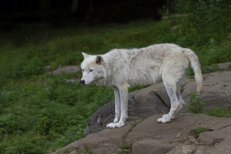 Arctic Wolf Standing on a Rock in Spring in Canada Stock Photo - Image ...
