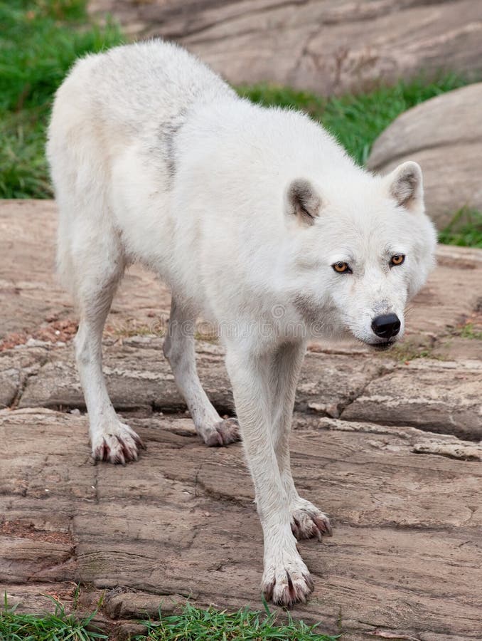 Arctic Wolf Standing on Rocks Stock Image - Image of observing ...