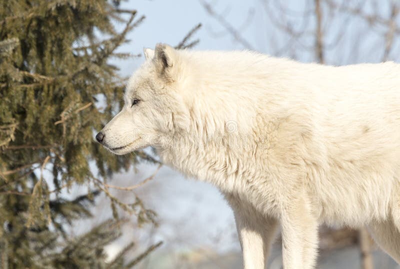 Arctic Wolf Standing in the Trees Stock Photo - Image of side, lupus ...