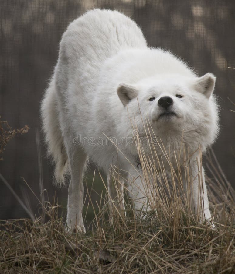 White Wolf Sleeping in Snow Stock Photo - Image of canis, lupus: 37660434