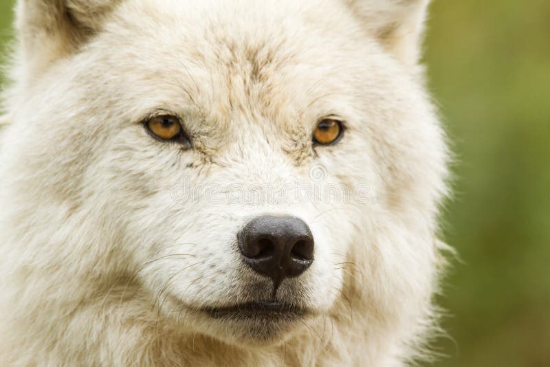 An Arctic Wolf in summer stock image. Image of creature - 67804201