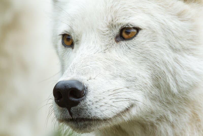 Arctic wolf stock photo. Image of cute, animal, white - 4595886