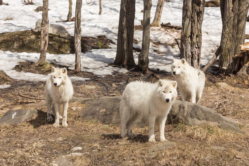 Arctic Wolf In Portrait Mode Stock Image - Image of males, mammal: 36539889