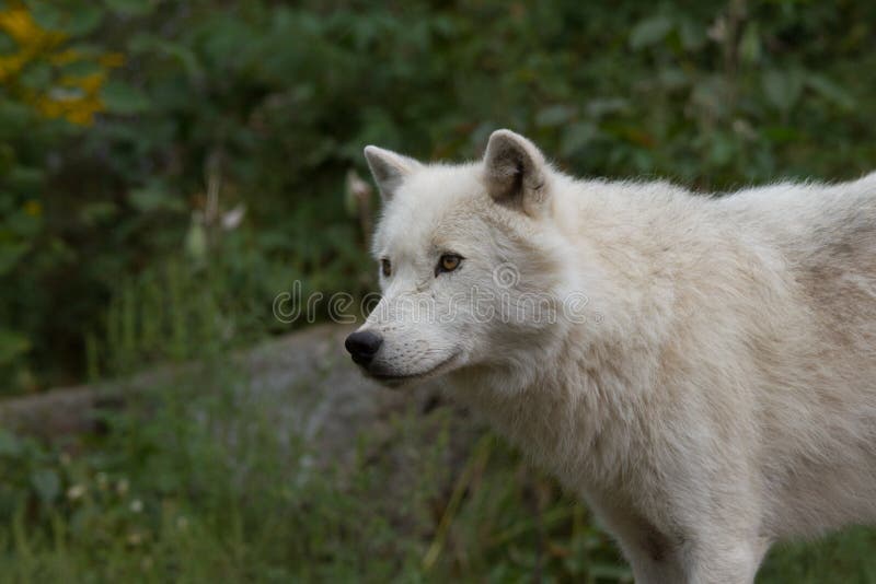 Arctic wolf in the woods stock image. Image of preserve - 21733039