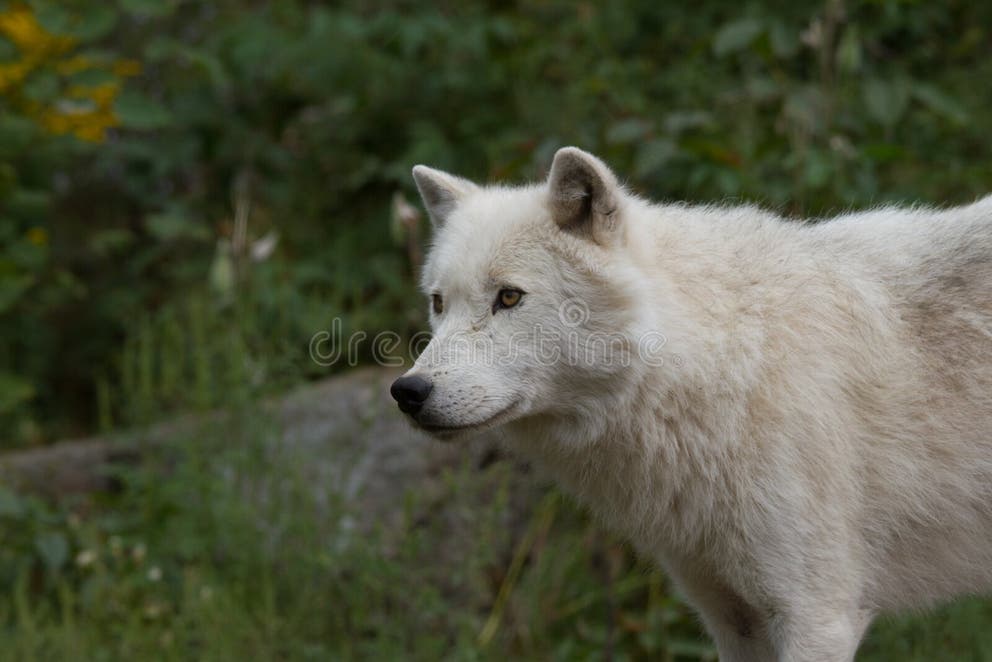 An Arctic Wolf in summer stock image. Image of mammal - 67804503
