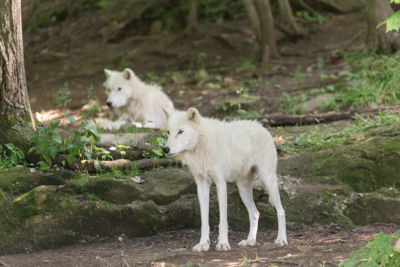 Arctic Wolf Howling, Closeup, Black And White Stock Photo - Image of ...