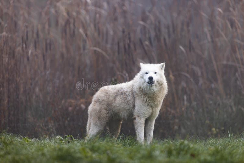 Arctic Wolf Walking in a Forest Stock Image - Image of animal, natural ...