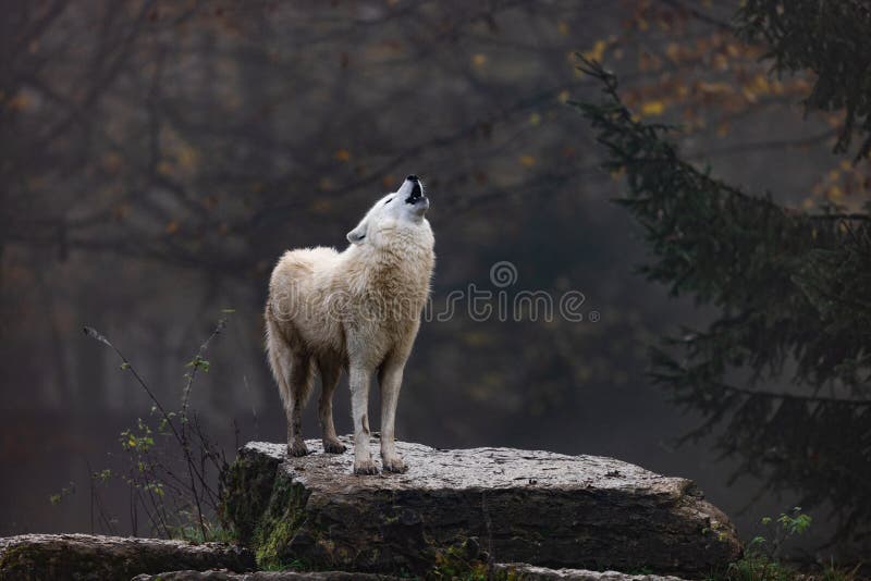 Arctic Wolf Walking in a Forest Stock Image - Image of howling, looking ...