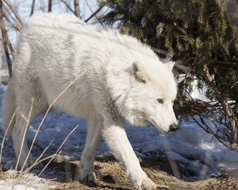 Arctic Wolf Walking through the Trees Stock Image - Image of wolf ...