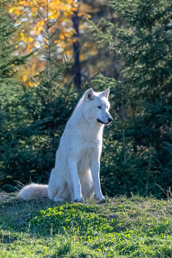 Arctic wolf, white wolve stock image. Image of face - 162767909