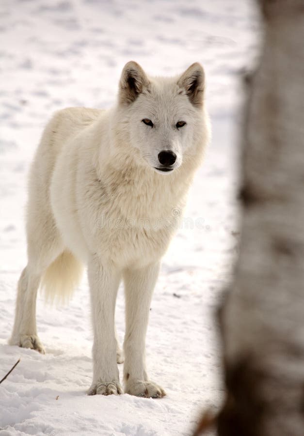 Arctic Wolves Close Together in Winter Stock Image - Image of fauna ...