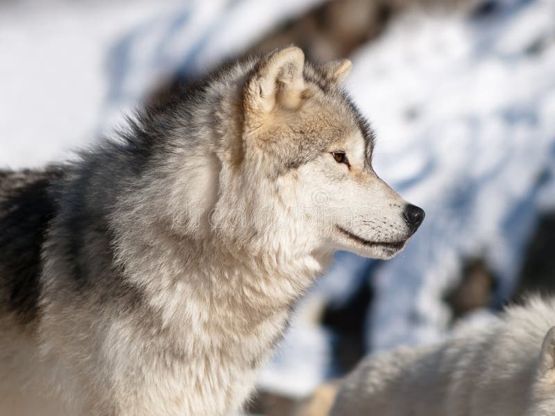 Alpha male arctic wolf stock image. Image of attention - 17619695