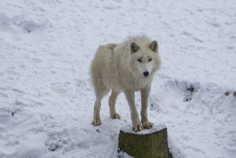 Arctic wolf in winter stock photo. Image of arctic, danger - 178852256