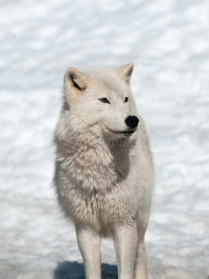 Alpha male arctic wolf stock image. Image of attention - 17619695