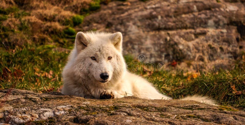 Arctic Wolf Wondering Who S the Photographer, Quebec, Canada. Stock ...