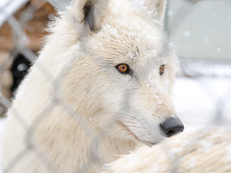 Arctic Wolf at the Zoo is Carefully Watching Visitors Stock Photo ...