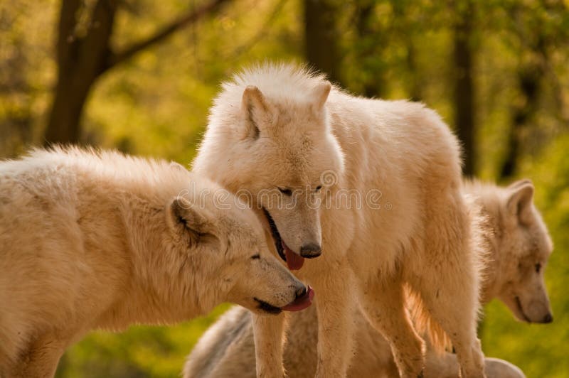 Arctic wolf family stock photo. Image of canis, wolf - 20259058
